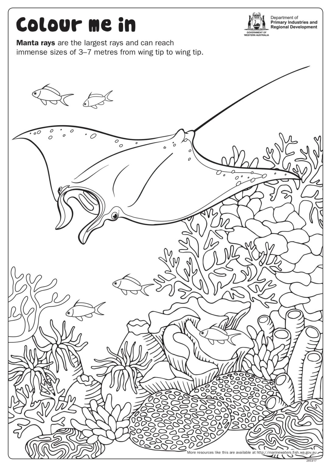 Manta Ray Colouring Pages - King Printables