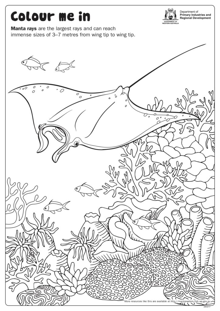 Manta Ray Colouring Pages - King Printables